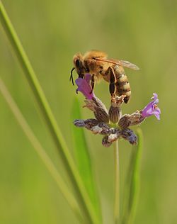 La Generalitat declara a la abeja común «espècie autòctona de la fauna ...
